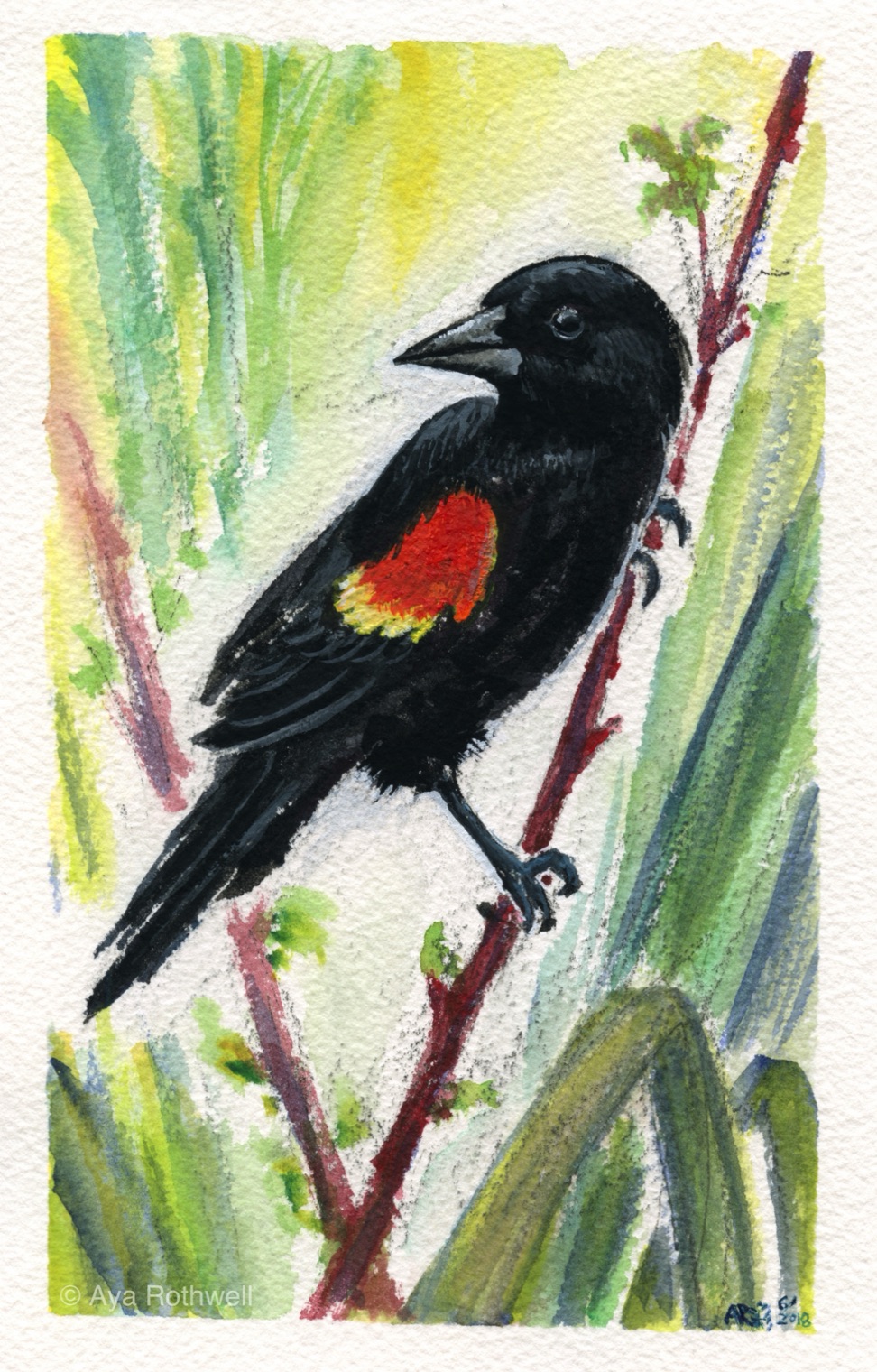 Red-winged Black Bird